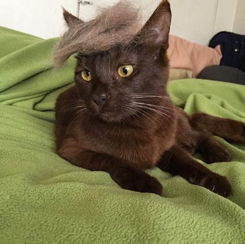 Trump Your Cat — Hilarious Pics – Hollywood Life