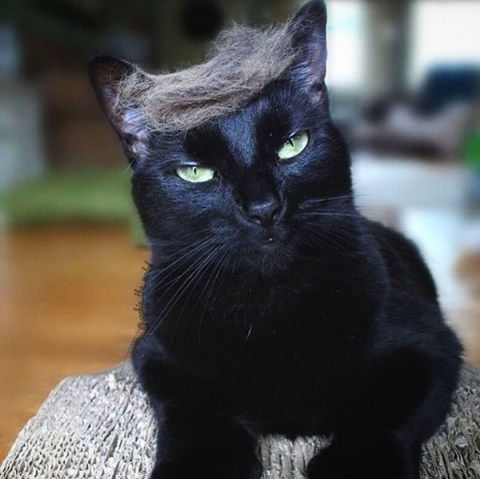 Trump Your Cat — Hilarious Pics – Hollywood Life