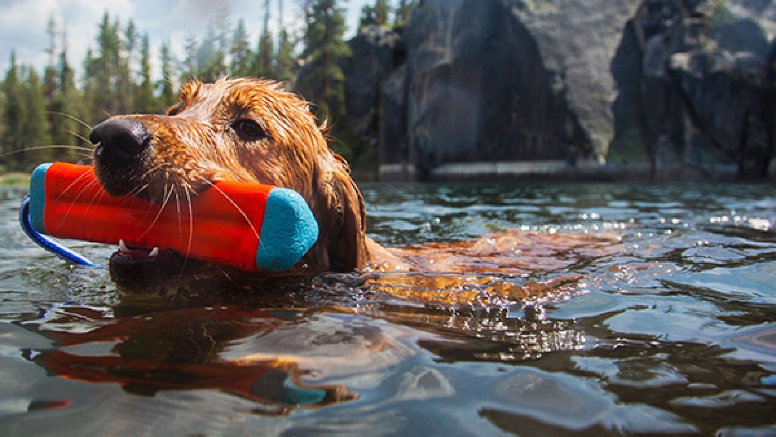 Pet Tips For Summer — How To Get Your Dog & Cats Ready For The Beach ...