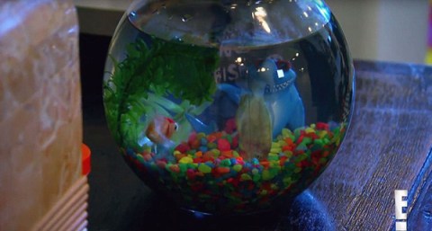 [PHOTOS] Kardashian Pets & Jenner Family Animals Over The Years — PICS ...