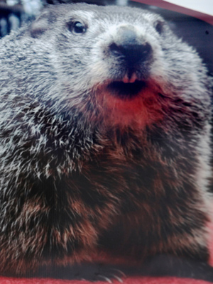 Punxsutawney Phil In 2019: Photos From Groundhog Day – Hollywood Life