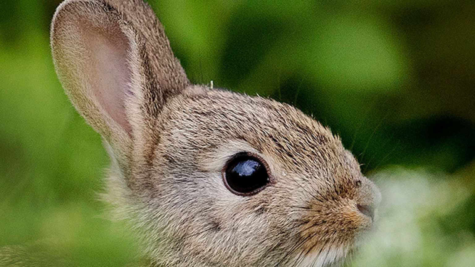 What Is Rabbit Rabbit? 5 Facts About Superstition For Good Luck ...