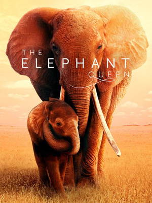 ‘The Elephant Queen’ – Photos – Hollywood Life